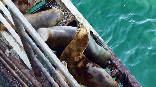 морские котики на пирсе Аргентина