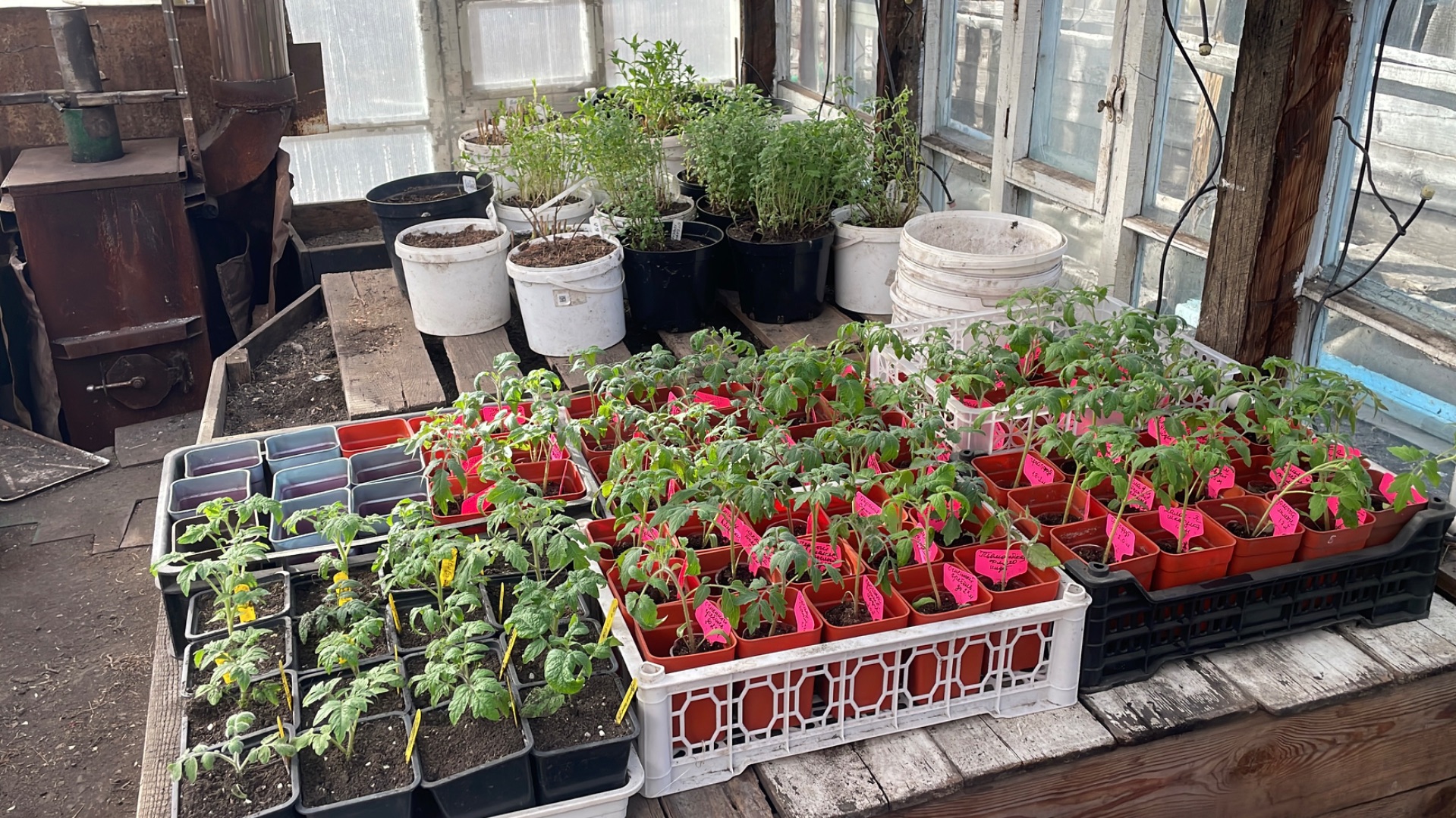 Сибирь. Влог из теплицы. Переношу томаты в теплицу. Делю многолетние Георгины. Всходы цветов.