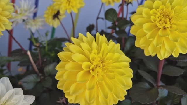 Песня Дарите женщинам цветы Песни про любовь