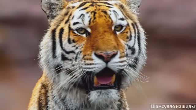 #Коран#АльБакъара#СамыеКрасивыеМеста#Relaxation##Islam#Quran#AlBaqarah'#Minshawiy #4кВидео#40часть#