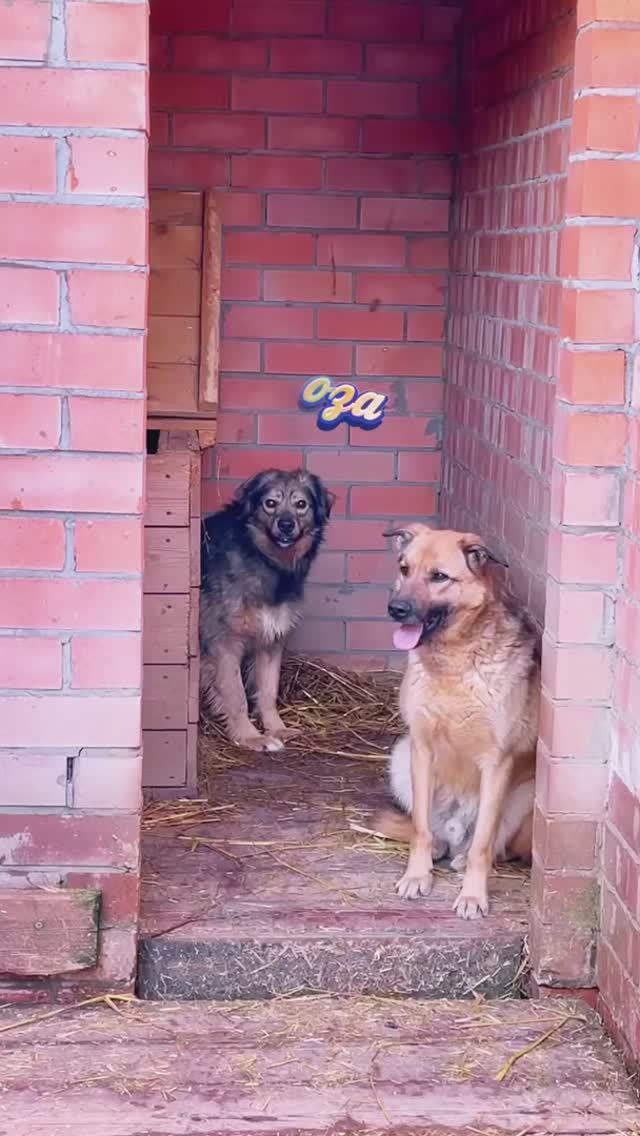 "Подглядываем в закулисье" ❥ Приют в Малинках #приютдляживотных