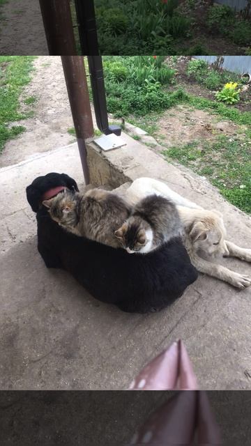 Наши любимые хвостики в селе Надежда 🐾 N-CITI