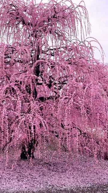 Цветение сакуры в Японии