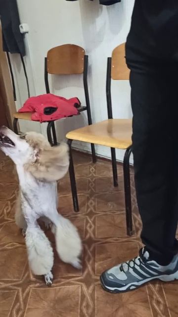 Пудель Тима подстригся на весну. Зоосалон Eteluin г. Краснодон.