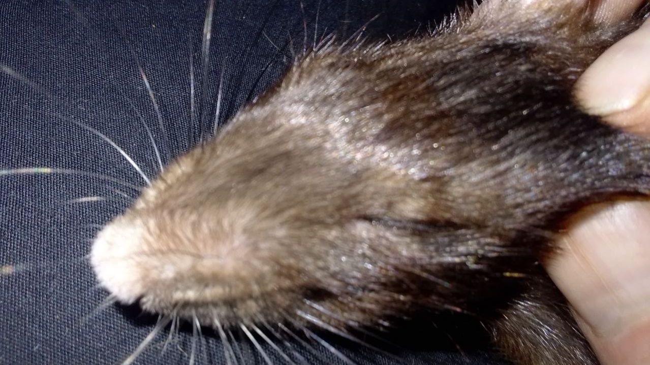 Помощник преподавателя