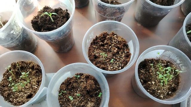 Уход за рассадой