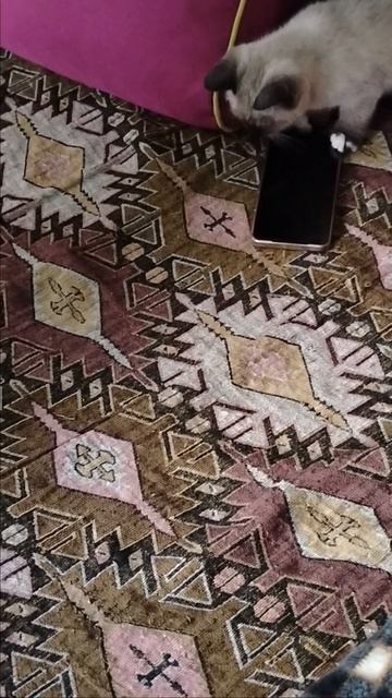 Мне надо отправить СМС