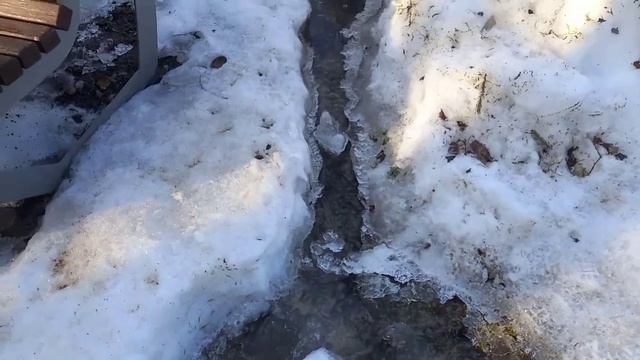 Кролик и подснежники...