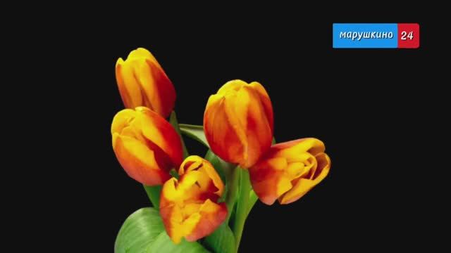 небольшой рекламный блок на телеканале Марушкино 24 (1)