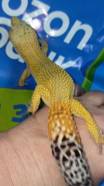 Мужчина эублефар по имени Безобразие. Продаётся!