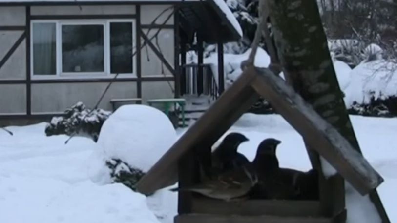 Гости кормушки