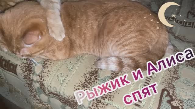 Рыжий кот. Мой Рыжик и Алиса спят