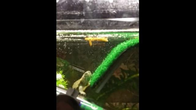 Кормление черепашек