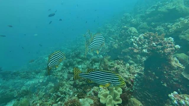 Titiyo. Come Along (Chill Remix)