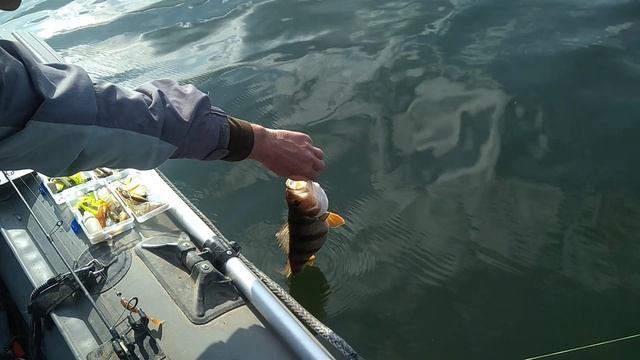 220326 Окунь 810гр