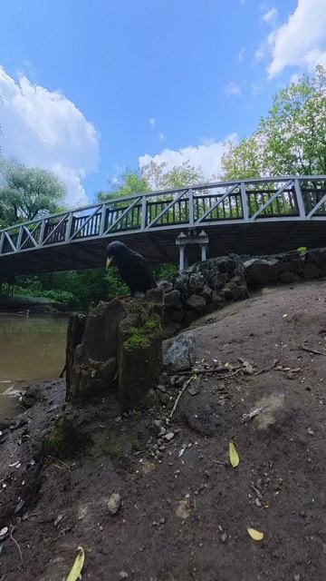 Обыкновенный скворец