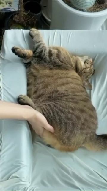 Смешные коты #115-10