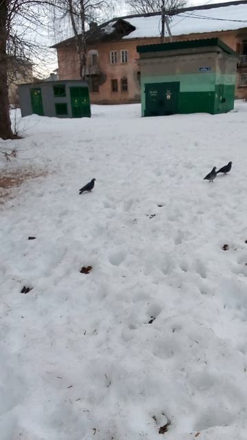 Выживают сильнейшие  в добрых человеческих рукахук