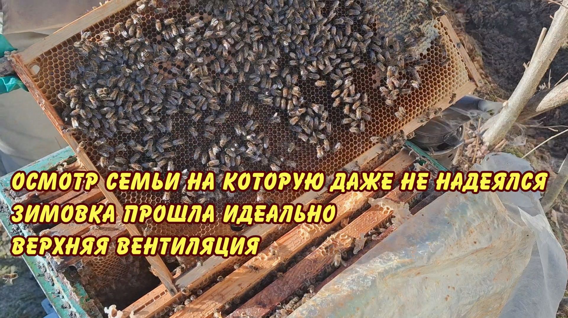 пчеловодство осмотр семьи на которую даже не надеялся зимовка прошла идеально верхняя вентиляция