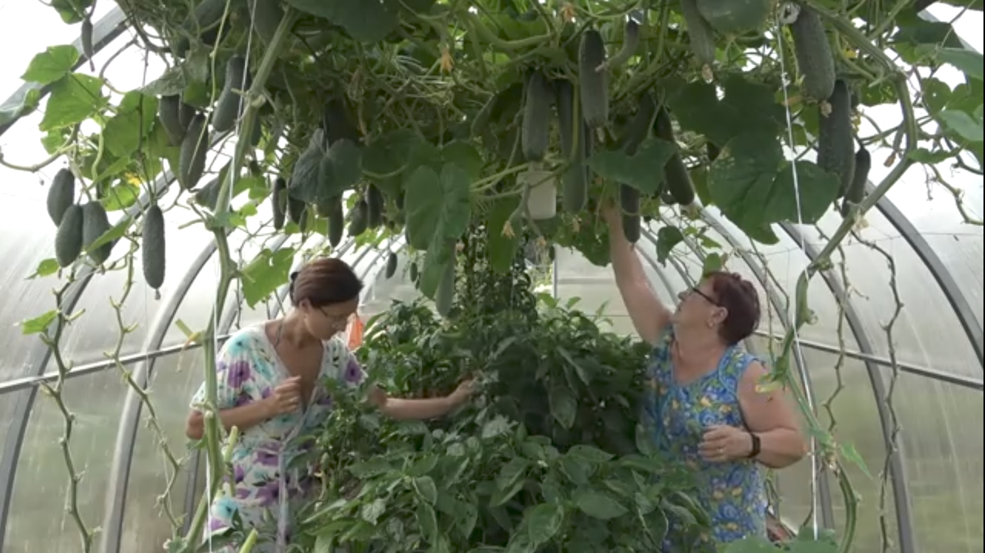 6 соток 10 августа 2021 года. Хроника.