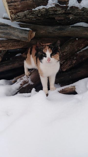 _Персик и его семья