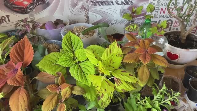 Колеусы растут, бархатцы взошли, петуния цветет