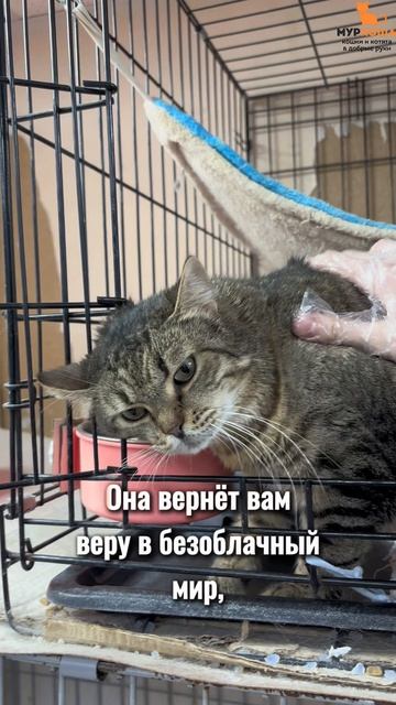 Миролюба ждёт вас в приюте #Муркоша