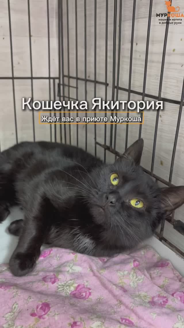 Якитория ждёт вас в приюте #Муркоша