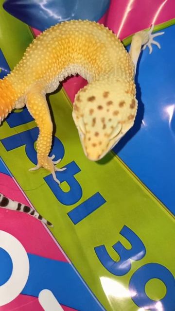 Парнишка эублефара номер 5/2025 в продаже!