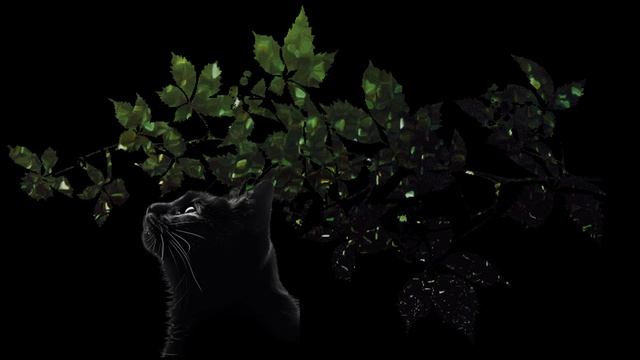 Красиво и шелестяще. Шелест листьев на ветру