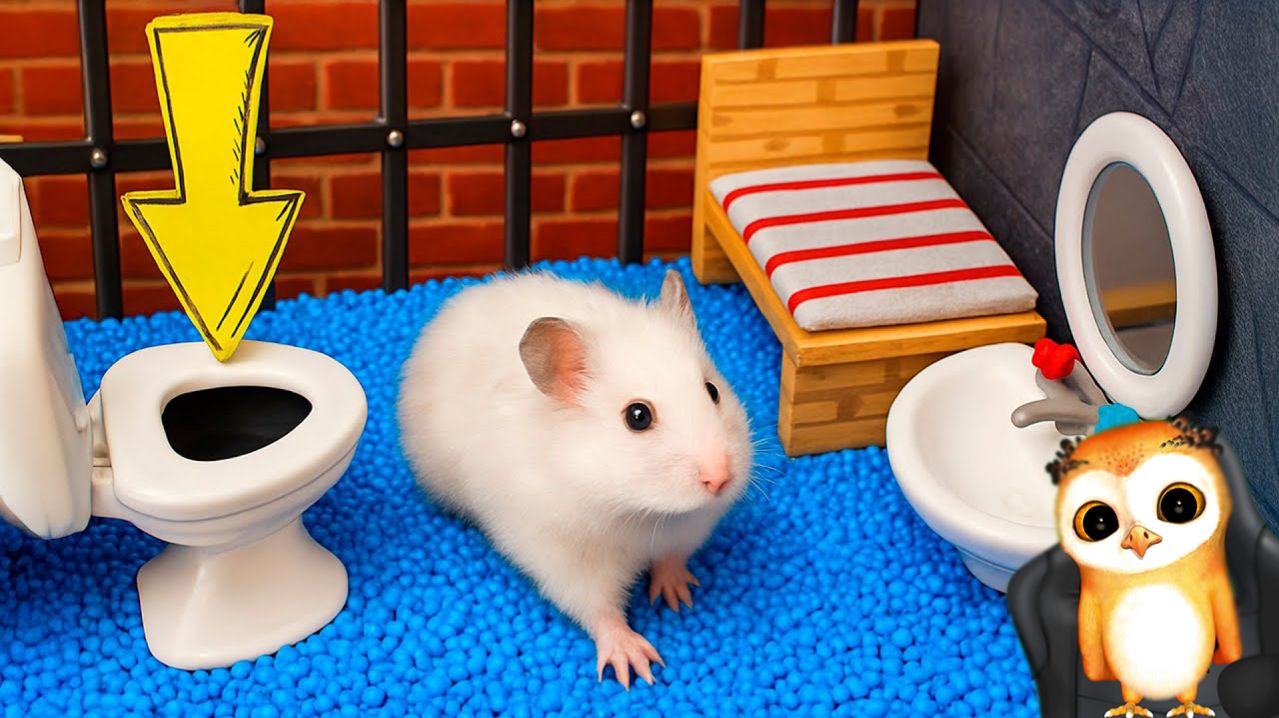 Хомячок семен бежал из водной ловушки