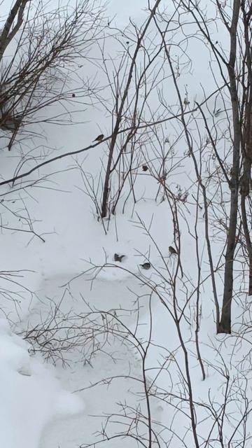 Воробьиная баня. Суббота, однако!