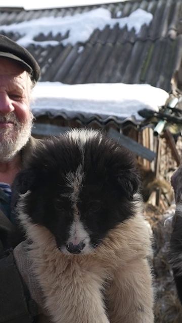 Пушистые малыши ищут дом