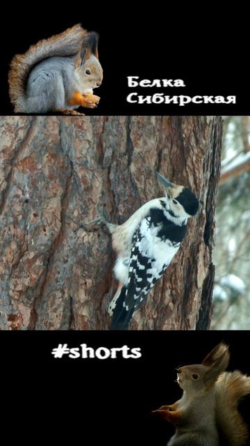 Белоспинный дятел впервые на кормушке