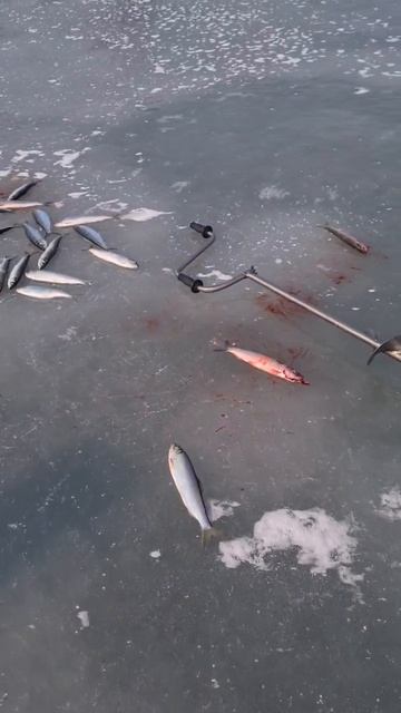 Селёдка на блесну Нимфа UV от Mr.Musurok 🔥