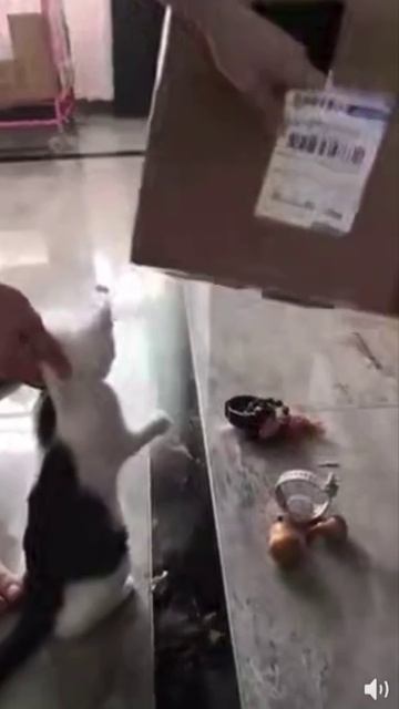 ЗАПАСЛИВЫЙ КОТ Все, то нажито не померным трудом