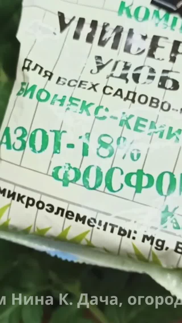 Подкорми рассаду томатов #рассада #огород #подкормка #выращивание #shorts