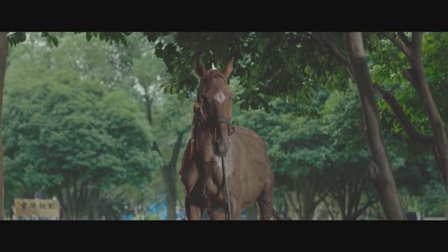 Кунг-фу жеребец: Финал