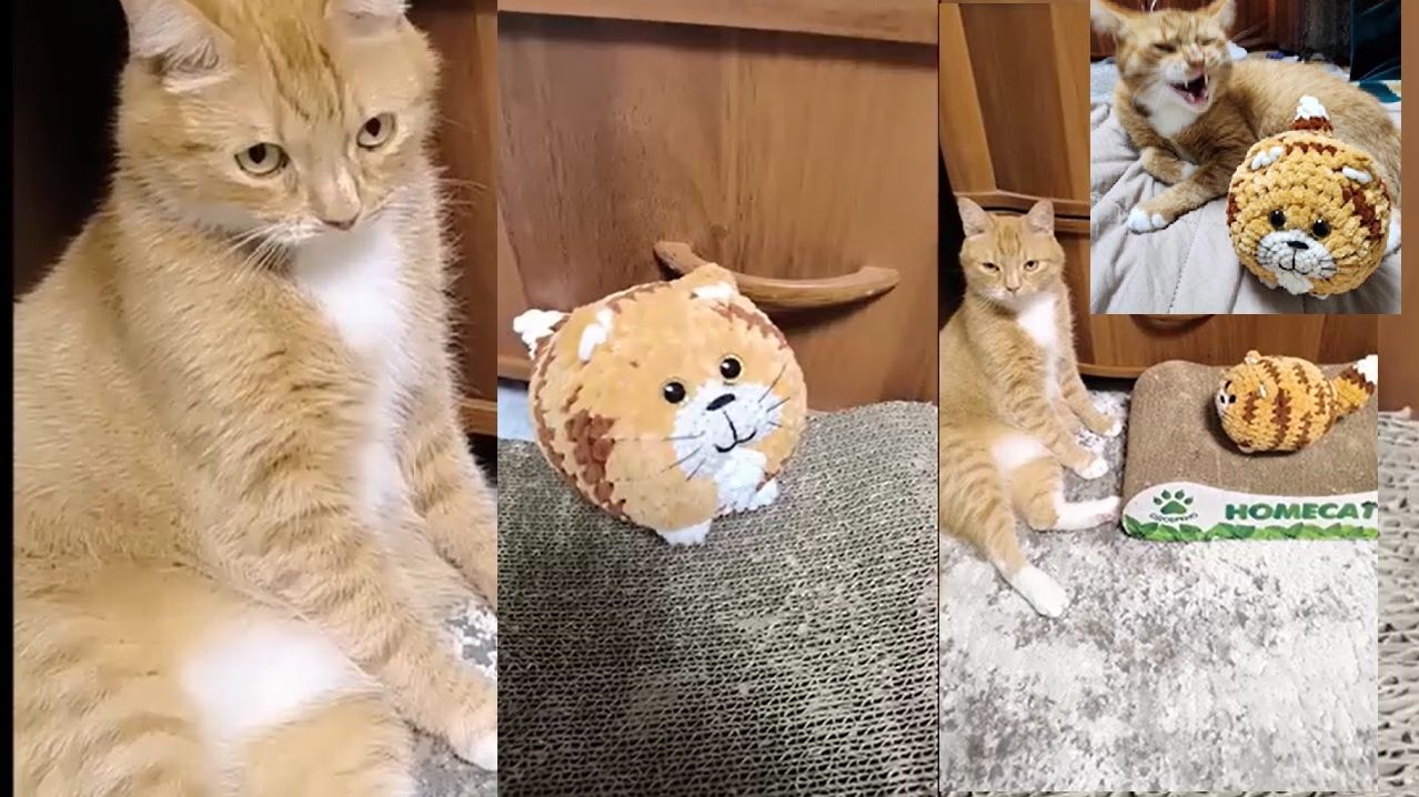 Кот в доме.  Новая игрушка кота Лютика. Как кот Лютик отреагировал на новую игрушку.