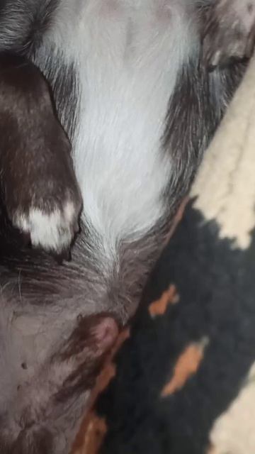 Патрик Дрыхнет. 13 марта 2026 г.