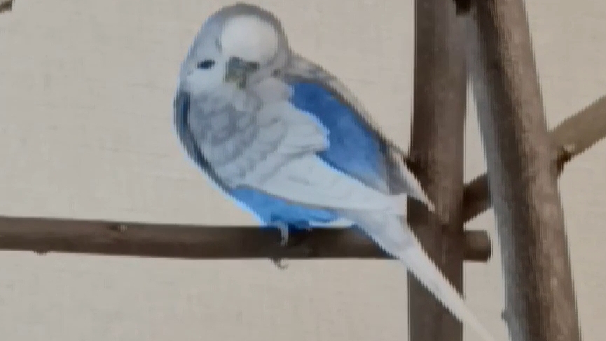 Кеша разговаривает во сне 🤭 #shorts #попугай #говорящийпопугай