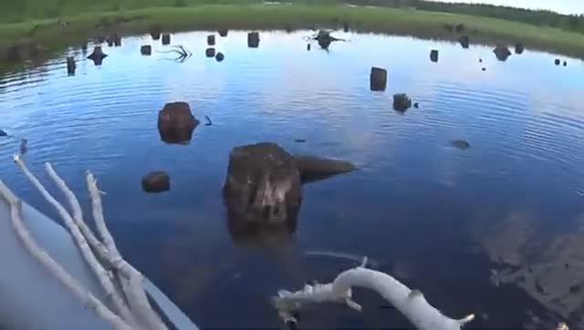 ЩУКА КАЧАЕТ ПНИ! И УПЛЫВАЕТ ОТ РЫБАКА!