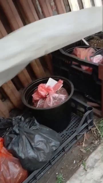 22.03.2026г. Георгины. Провожу ревизию клубней после хранения.