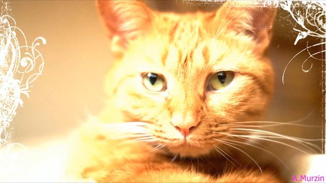 Angelo Taylor - Armada