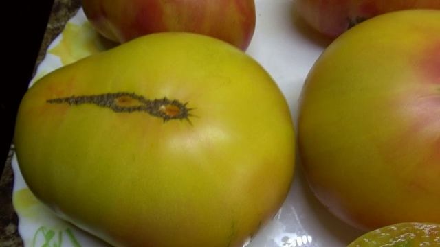 ПОСЕВЫ 2026-103. Томатный Гном Розелла би колор - фруктовая сладость!