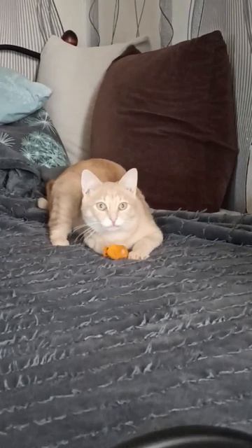 Метаморфоза:из бездомного заморыша- в домашнего любимца