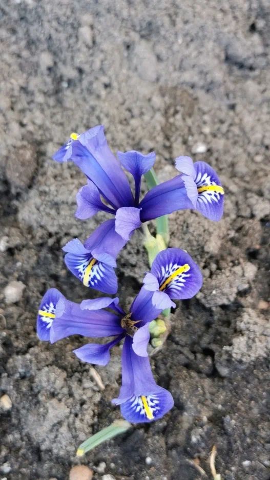 Весна идет, весне дорогу #весна #цветы #первыецветы #крокусы #подснежники #март2026 #онатакипришла