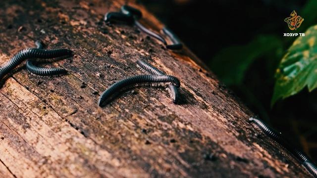 Егерме пар аяк | Гаҗәеп дөнья серләре. Бөҗәкләр дөньясы