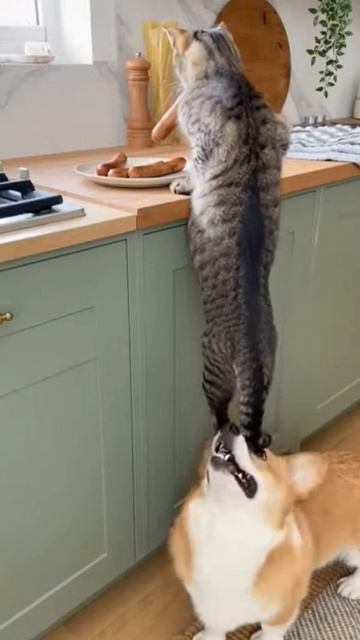 Ограбление века 😹