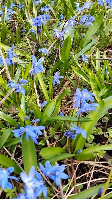 Первые медоносы